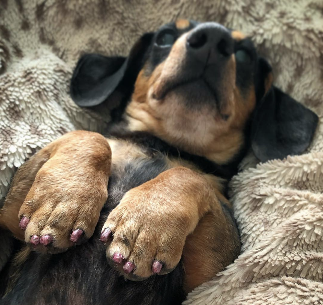 Dog Lodging | Luxury Dog Boarding | Pawhootz Pet Resort