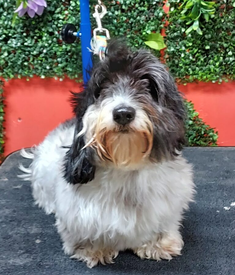 Grooming Gallery | PawHootz Pet Resort