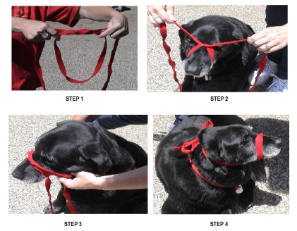 Dog Muzzles: A Guide to Appropriate Usage - PawHootz