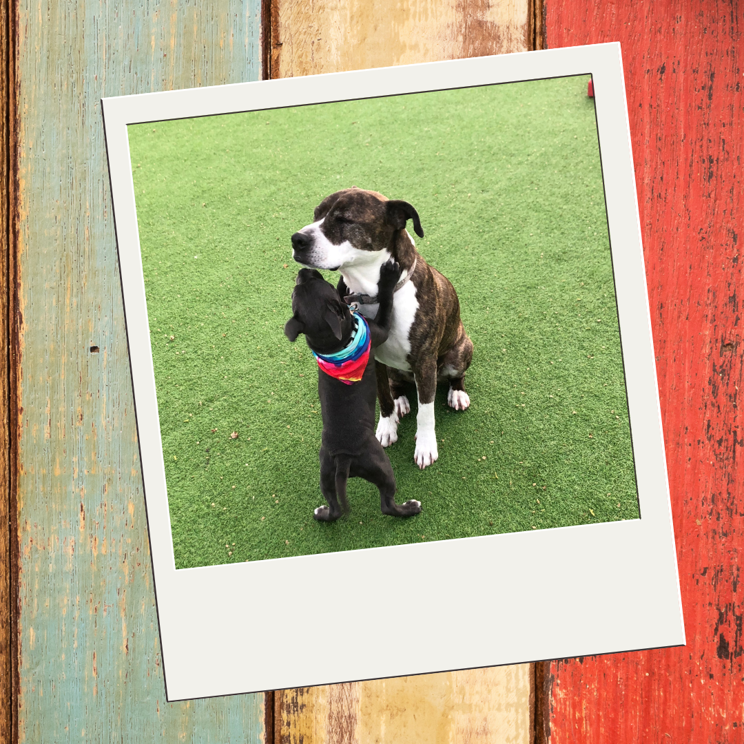 PawHootz May Pal of the Month: Carson - PawHootz