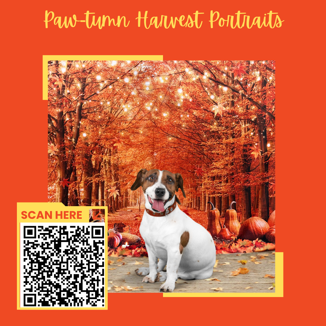 Paw-tumn Harvest Portraits - PawHootz Events and Specials