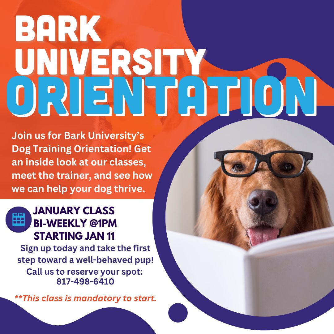 Bark University Orientation Saturday Class - PawHootz Events and Specials