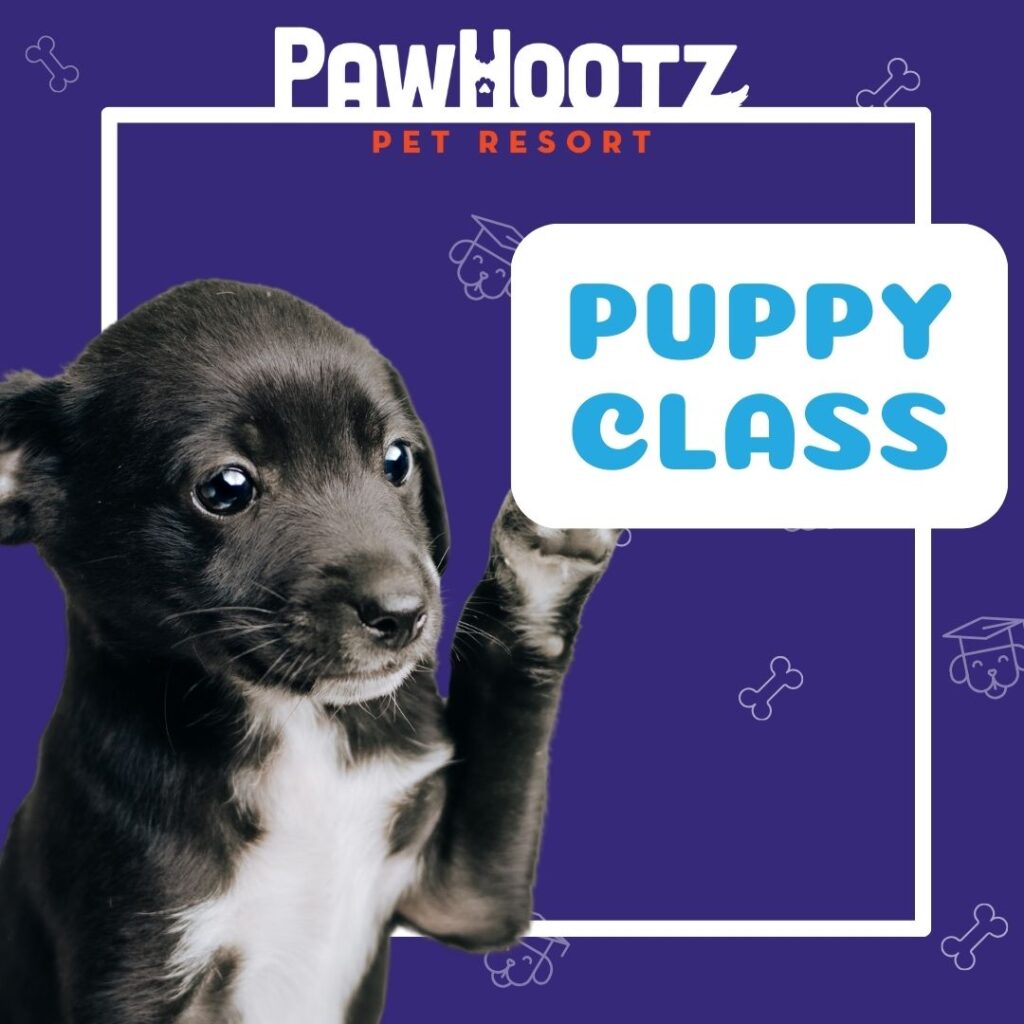 Puppy Class - PawHootz Events and Specials