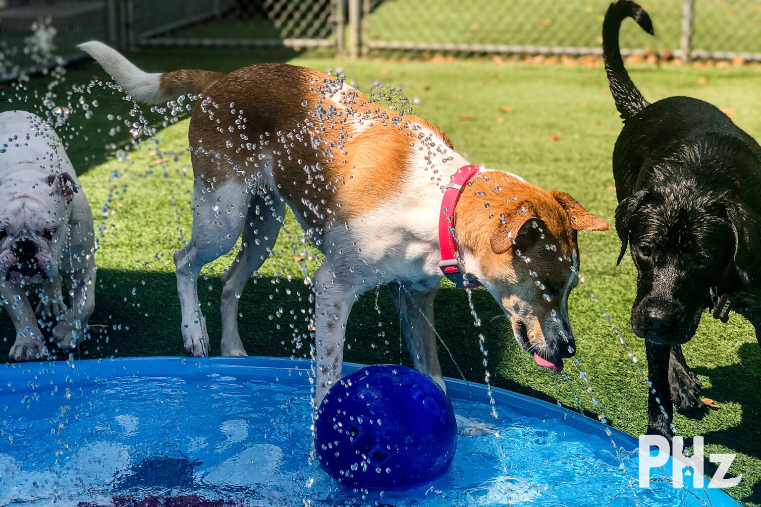 Dog Daycare in DFW | PawHootz Pet Resort