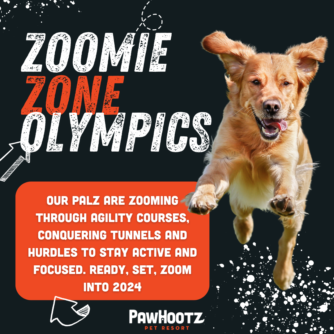 Zoomie Zone Olympics Event - PawHootz Events and Specials