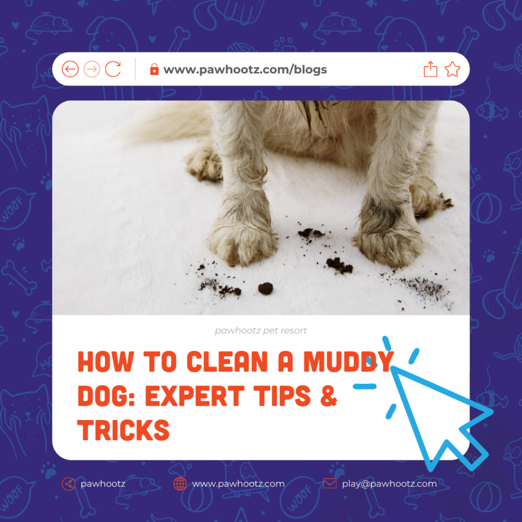 How to Clean a Muddy Dog: Expert Tips & Tricks