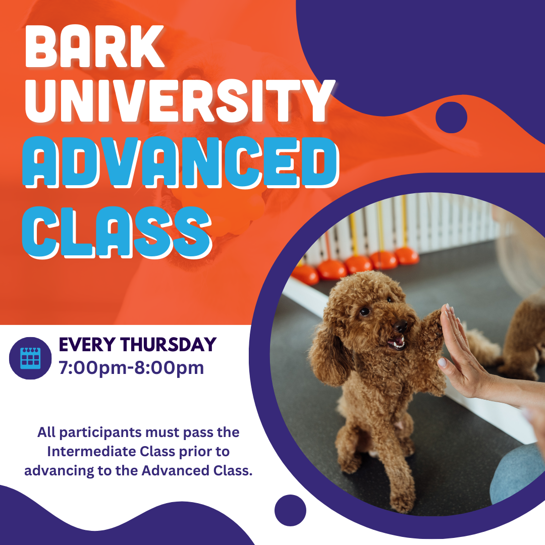 Bark University Advanced Thursday Class - PawHootz Events and Specials