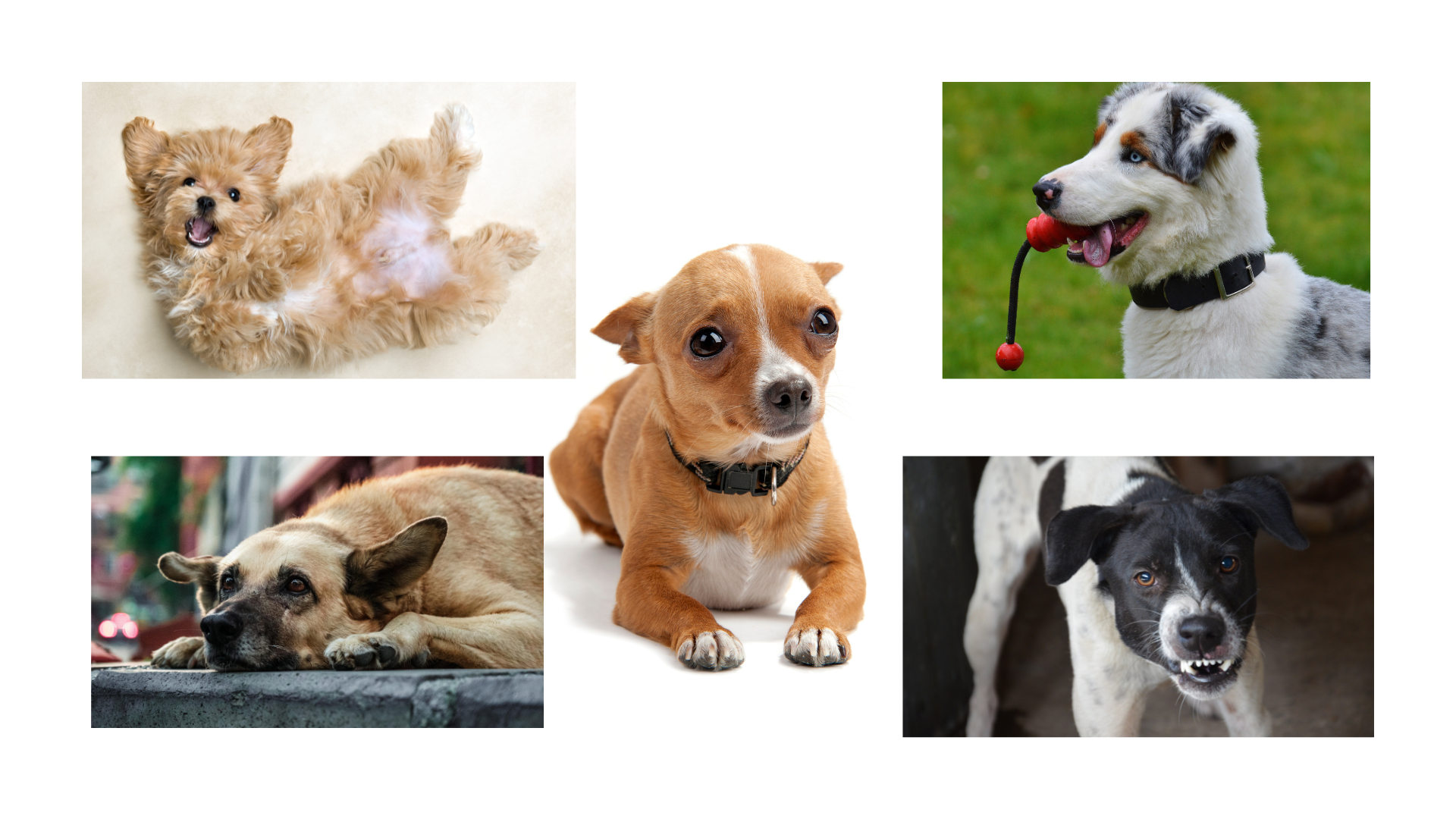 Understanding Dog Body Language | PawHootz Dog Training